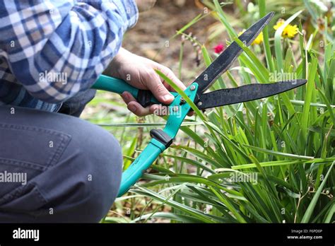 Best Grass Cutting Scissors At Sara Swasey Blog