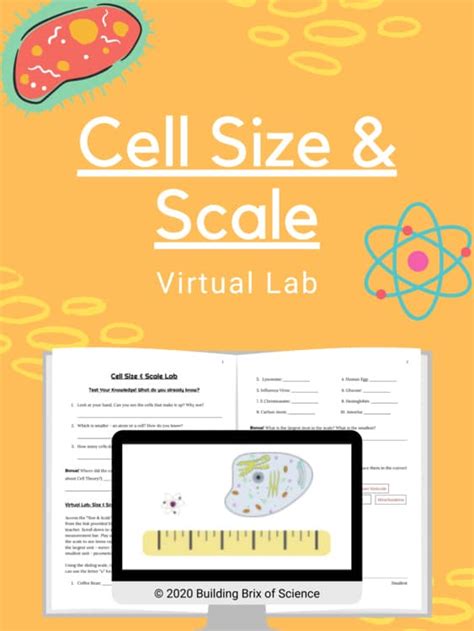Cell Size And Scale Lab Activity Guided No Prep Virtual Science Simulation