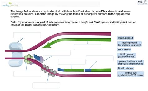 replication fork diagram