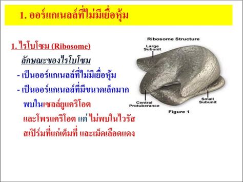 โครงสร้างเซลล์ Cell Structure Pdf