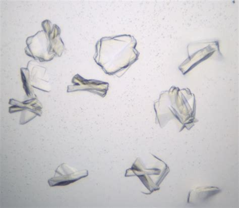 Oxygen Sensing From Human Disease To Animal Evolution Research