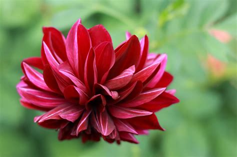 녹색 자연 배경에 빨간 달리아 꽃입니다 녹색 단풍에 꽃이 만발한 달리아 자연 환경에서 활기찬 붉은 꽃 달리아 꽃과 정원 장식입니다 웹 배너 공간을 복사합니다 0명에 대한