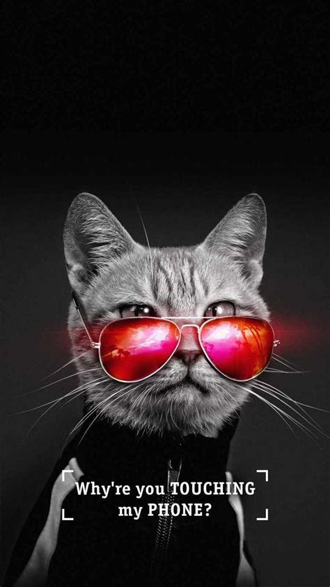 Cool Cat Phone Wallpapers Top Free Cool Cat Phone Backgrounds