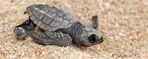 Superstition Over Sexual Pleasure Is Putting Panama S Sea Turtles At Risk ScienceAlert