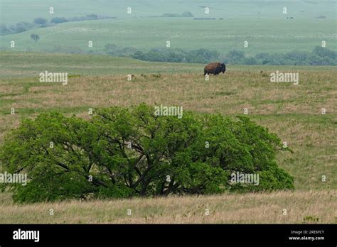 Solitary American Bison In Rolling Flint Hills On Tallgrass Prairie