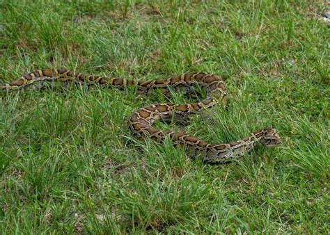 South Florida Water Management District On Linkedin 🐍🐍🐍 Did You Know