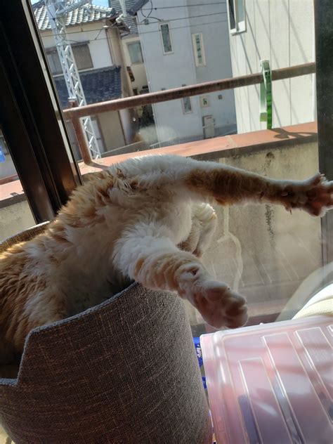 ラムキンのもやし君 On Twitter えっ、なに、どうした 猫 猫のいる生活 猫のいる暮らし Lambkin 猫好きさんと