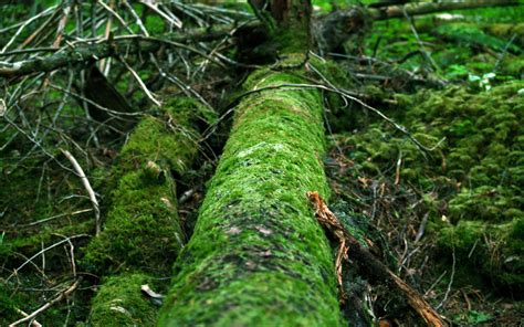 Fallen Log By Jd155 On Deviantart