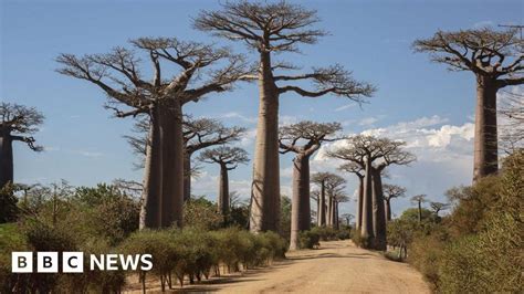 Chin Wei Chua On Linkedin Scientists Solve Mystery Of Ancient Tree Of