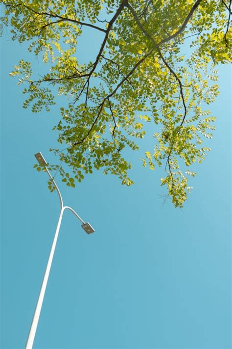 Low Angle View Of A Leafy Tree Branches And A Streetlight Against The