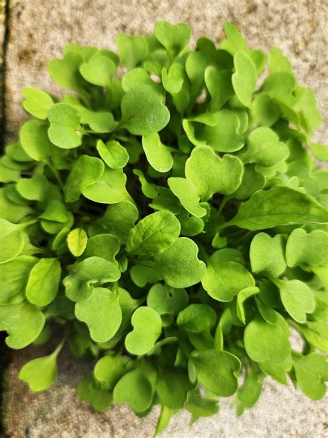 Microgreen Basil Re Market