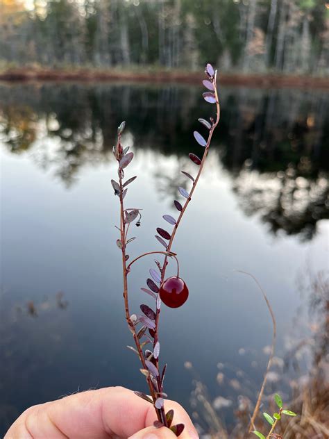 Wild Cranberry Plant