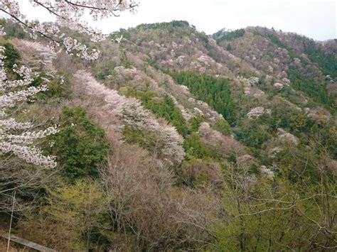 【2020桜の開花状況＠三重県大台町】相津峠のヤマザクラが見頃を迎えています 大台町観光協会