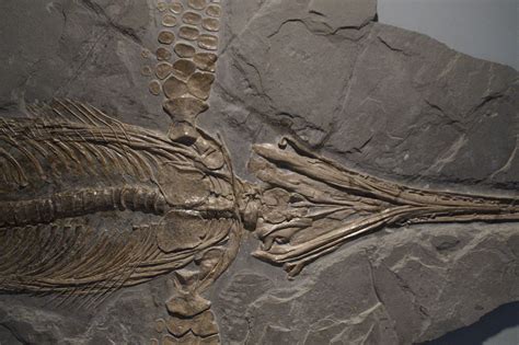 Fossil Wallpapers Wallpaper Cave
