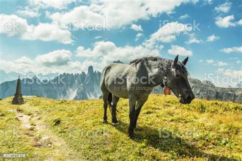 전경 Dolomites 이탈리아에서 산 풍경에 아름 다운 말 화창한 날입니다 여행 컨셉 Copyspace 0명에 대한 스톡 사진