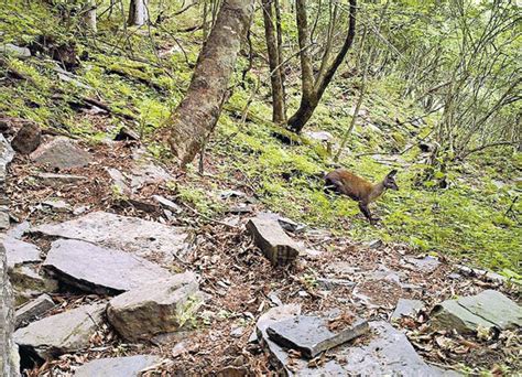 萬朝山保護區 首拍得林麝 東方日報