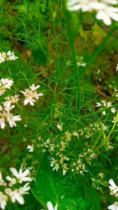 রাসূলুল্লাহ সাল্লাল্লাহু আলাইহি ওয়াসাল্লাম বলেছেন Islamicwaz Quran