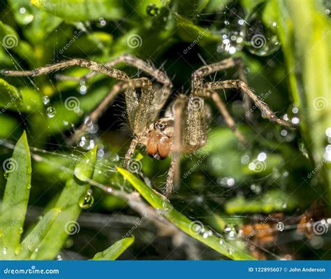 Tegenaria Domestica Barn Funnel Weaver Stock Image Image Of Insect