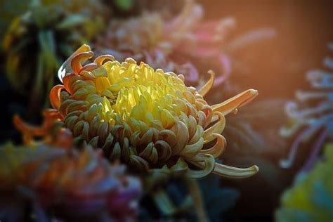 菊花诗词总有一份遇见唯美了整个秋天
