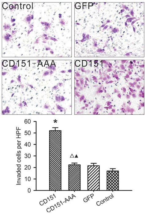 Cd151 Promotes Cancer Cell Metastasis Via Integrins α3β1 And α6β1 In Vitro