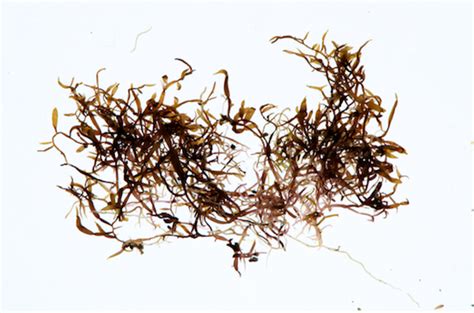 Seaweedie Catenella Caespitosa