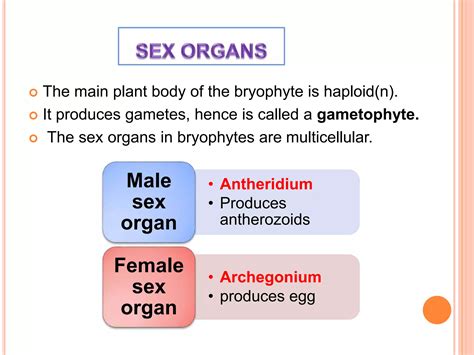 Bryophytes Amphibians Of Plant Kingdom Ppt