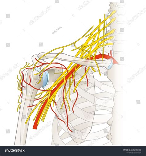 Shoulder Region Houses Complex Network Nerves Stock Illustration