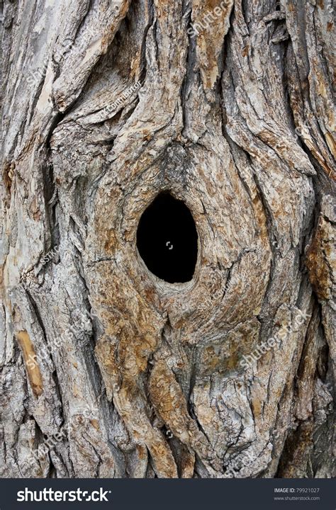 Hole Tree Trunk Bird Nest Stock Photo 79921027 Shutterstock