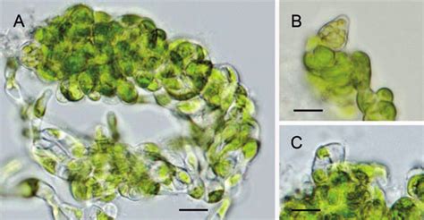 Pseudendoclonium Fucicola Strain Is99012 85 1 A A Lumpy Plant With Download Scientific