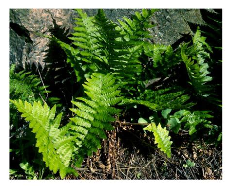 Examples Of Pteridophytes