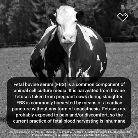 Fetal Bovine Serum