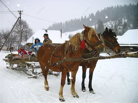 Riding In Sledge Winter Sledge Slavic Photo Background And Picture For