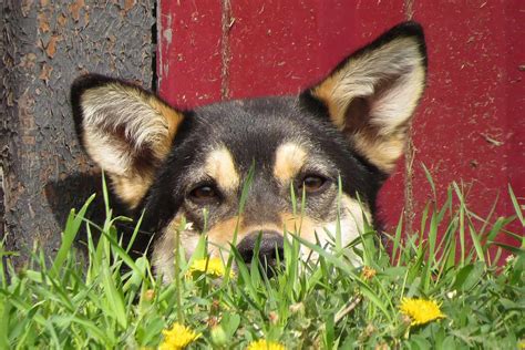 Which Plants Are Toxic To Dogs Chew Test