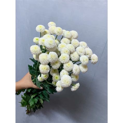 Jual Calimero Putih Bunga Potong Shopee Indonesia