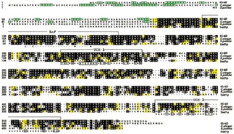 Sequence Alignment Of The Human 65 Kda Protein With Homologous