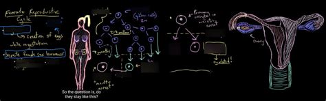 Oogenesis Diagram Quizlet