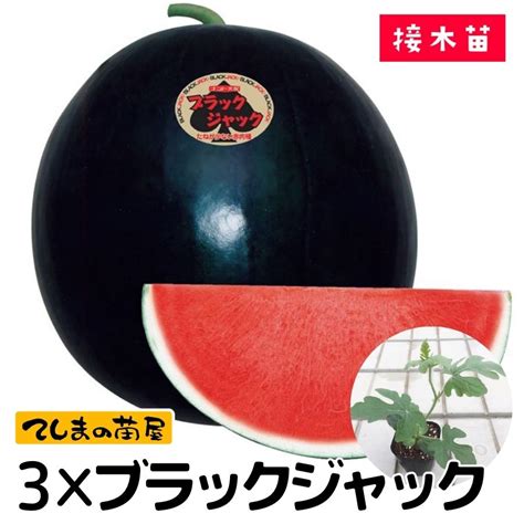 【てしまの苗】スイカ苗 3xブラックジャック 断根接木苗 9cmポット てしまの野菜苗果菜類の苗スイカ てしまの苗屋 本店