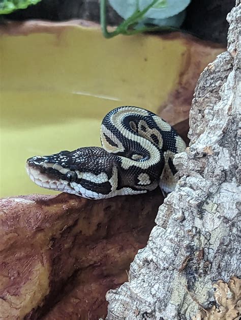 Snake Python Scales Free Photo On Pixabay Pixabay