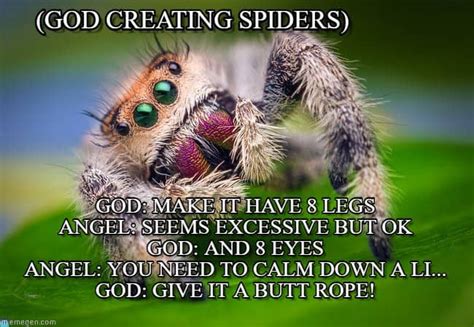 Spider Memes Funny
