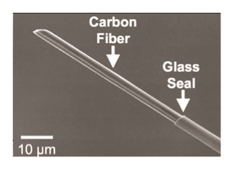 Scanning Electron Micrograph Sem Image Of A Glass Capillary Insulated