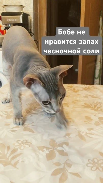 Боба думает что если зарыть солонку чесночная соль не будет так