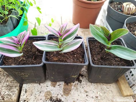 How To Propagate Tradescantia In Water Spiderwort Cuttings