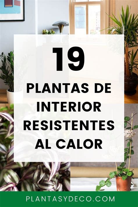 Plantas De Interior Resistentes Al Calor Plantas De Interior