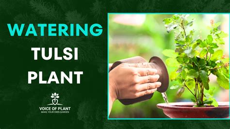 Watering Tips For Tulsi Holy Basil Plant Voice Of Plant