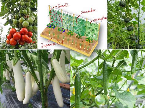 1坪家庭菜園トマトキュウリナス1坪で7種秋まで収穫たっぷり菜園の作り方 GardenStory ガーデンストーリー