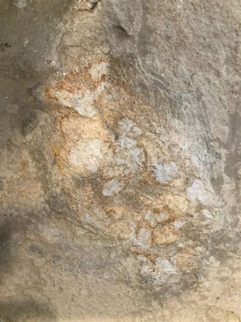 Southern California Poor Quality Fossil R Fossilid
