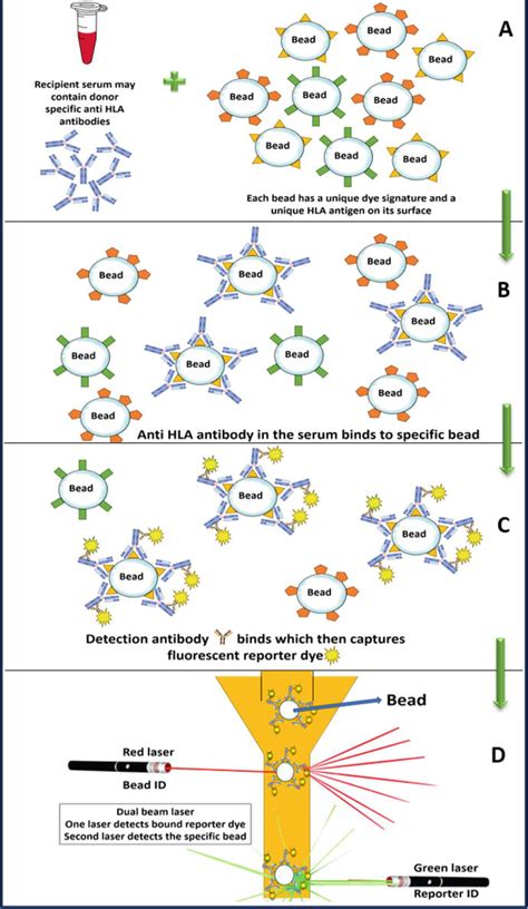 Crossmatch And Histocompatibility IntechOpen
