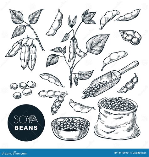 Soya Cartoons Illustrations And Vector Stock Images 8304 Pictures To