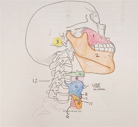Neck Diagram Quizlet