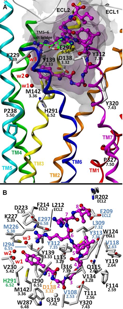 Proposed Binding Mode For Dynorphin A 1 8 A Putative Interaction Of Download Scientific